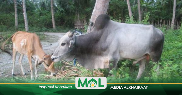 Distanak Keswan Lakukan Pemurnian Varietas Sapi Donggala - Media Alkhairaat